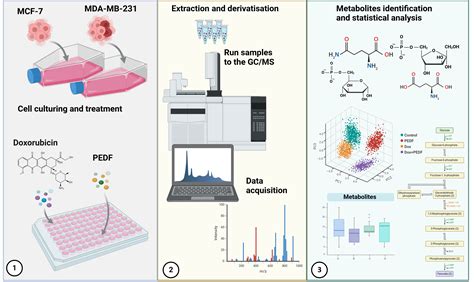 Targeting Metabolic Vulnerabilities In Breast Cancer Cells By Combining Pedf And Doxorubicin