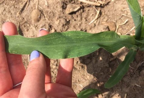 Corn School Taking The Bite Out Of Thrips Realagriculture
