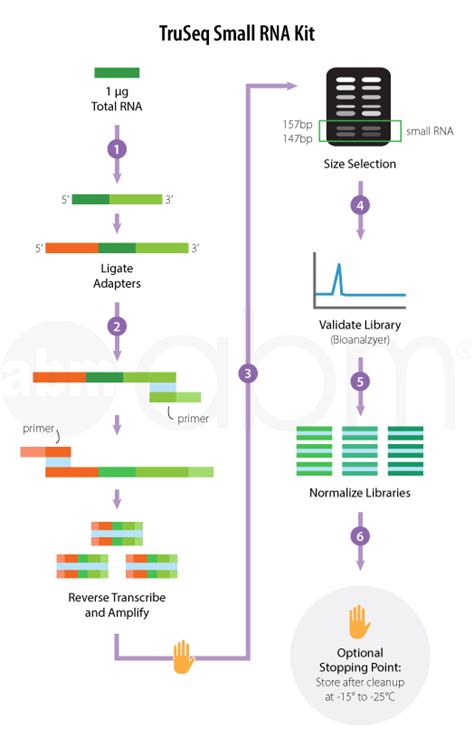 Truseq Adapter Ligation At Molly Nielsen Blog