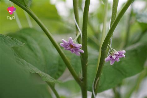 تکنیک‌های کاشت بادمجان هیدروپونیک آتاویتا