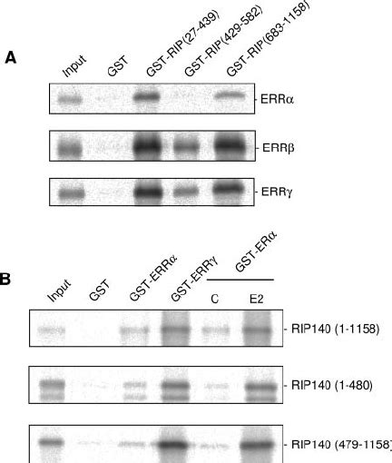 In Vitro Interaction Of Rip140 With Errs A Gst Pull Down Assays Were
