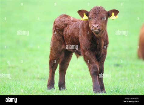 A Red Ruby Devon Calf New Born Stock Photo Alamy