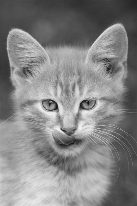 Pin By Annik Chevarie On Crazy Cat Lady Beautiful Cats Kittens Cutest Crazy Cats