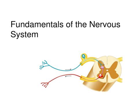 PPT Fundamentals Of The Nervous System PowerPoint Presentation Free