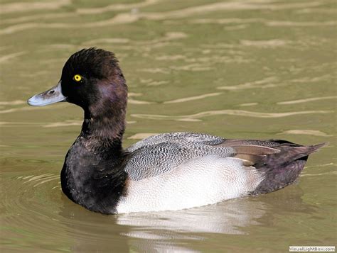 Identify Lesser Scaup Wildfowl Photography