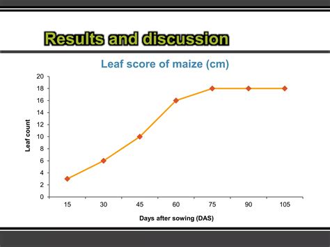 Economic Importance And Phenological Description Of Maize Pptx