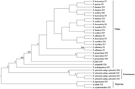 Phylogenetic Trees Based On Its Sequences Including Posterior Download Scientific Diagram