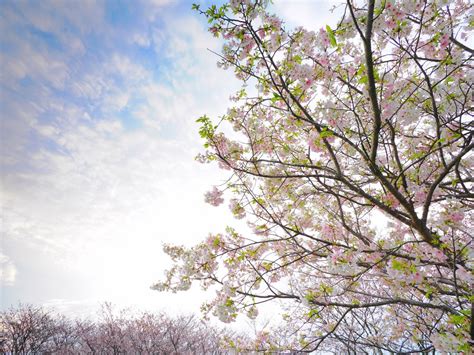 桜 2024 18 GANREF