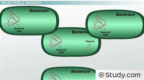 Awesome Plasmid Vs Vector Pics