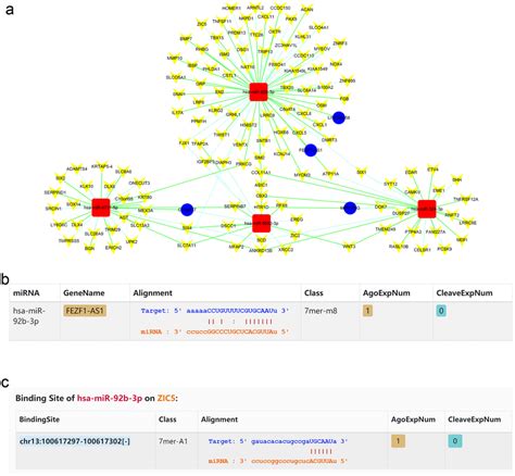 Construction Of The Cerna Network A The Cerna Network In Colon Cancer Download Scientific