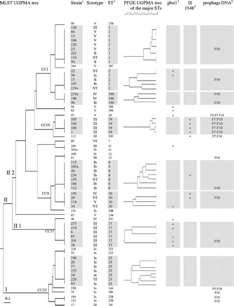 Tree Based On Mlst And An Unweighted Pair Group Method Using Average