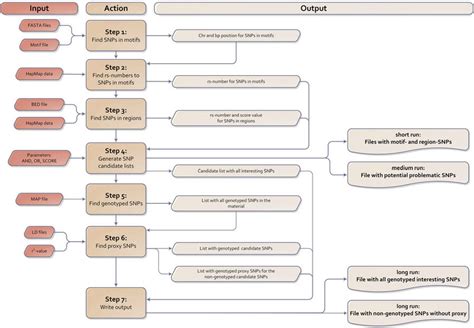 Flowchart Illustrating An Overview Of The Input Action And Output Download Scientific Diagram
