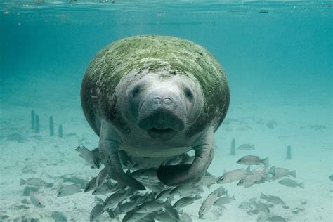 Manatee Underwater Sea Free Photo On Pixabay