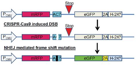 Surrogate Reporter The Figure Shows How The Reporter Generates