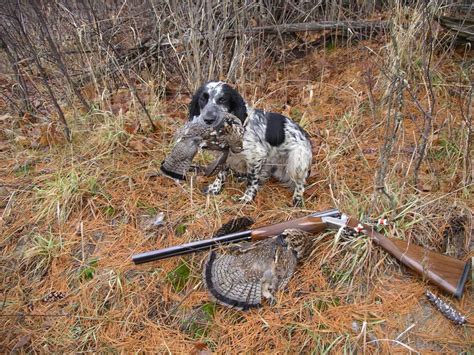 Cocker Spaniel Gun Dog At Christopher Foss Blog