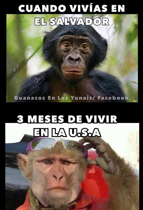 Memes Sobre Salvador
