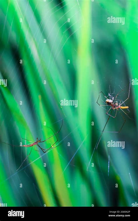 Rare Photography Meeting Seen Two Male And Female Spiders Doing A