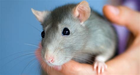 At Home Pet Euthanasia Say Goobye The Right Way Dignipets