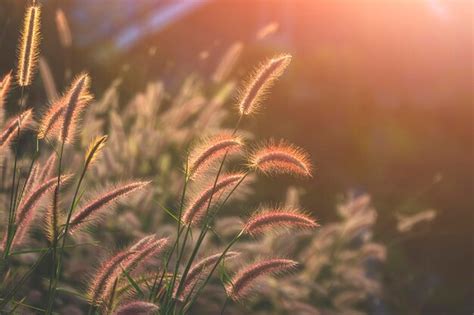 Premium Photo Spring Grasses