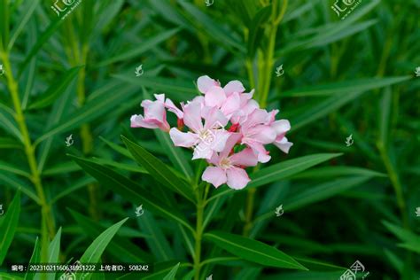 夹竹桃 花卉 植物花草 摄影素材 汇图网www huitu