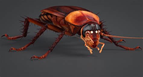 Realistic American Cockroach 3d Model 119 3ds Fbx Ma Obj Max