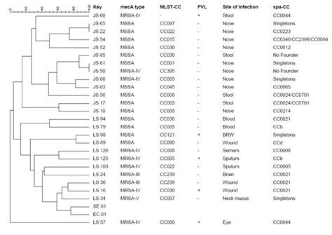 10 Dendrogram Representation Of Hierarchical Cluster Analysis Of S