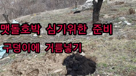 맷돌호박씨 파종전 작업으로 거름 넣기 Youtube