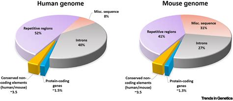 Evolutionary Conservation In Noncoding Genomic Regions Trends In Genetics