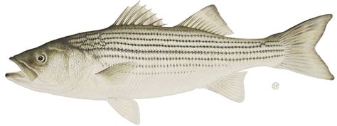 Striped Bass Steaks Recipe