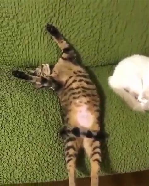 There Are Two Types Of Cats Tumbex