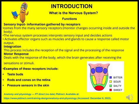 SOLUTION Anatomy Nervous System Ppt Studypool