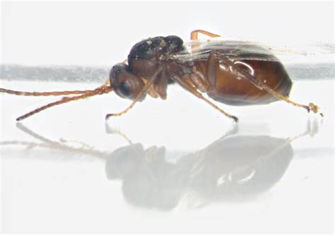 Cynipidae Lateral Antistrophus Bugguide Net