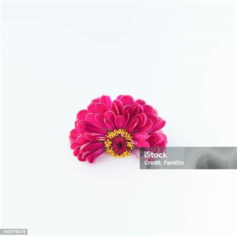 흰색 배경에 부분적으로 잠겨있는 자홍색 붉은 꽃으로 만든 창조적 인 배열 최소한의 꽃 개념 0명에 대한 스톡 사진 및 기타 이미지 Istock