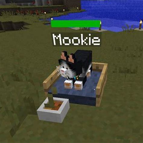 How Do I Feed A Cat In Minecraft DIY Seattle