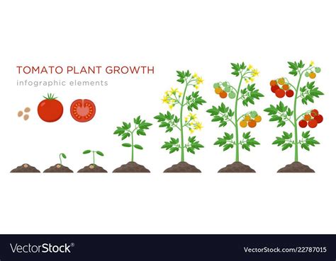 Tomato Plant Growth Stages Infographic Elements