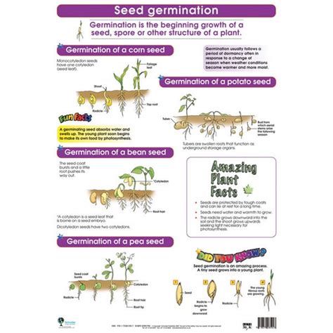 Wallchart Germination Each Vitta Scientific