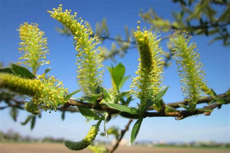 Willow Tree Symbolism And Meaning The Ultimate Guide Simplybeyondherbs