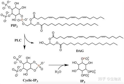 细胞膜最简单的磷脂双分子层，行为复杂到超出你的想象（一） 知乎
