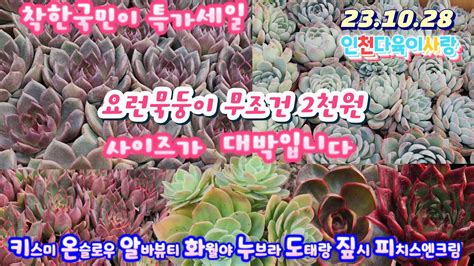 다육이사랑1달달묵은 착한국민이 무조건 특가 2천원키스미온슬로우알바뷰티수련마디바황홀한연꽃누브라도태랑짚시
