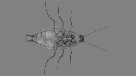 3d Cockroach Model Rigged Animated Turbosquid 2081559