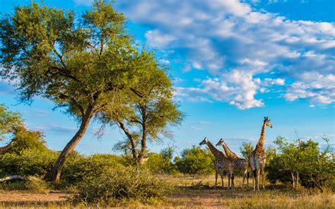 Tour South Africa Escape Expat Explore Travel Sae