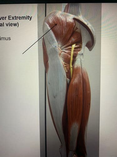 Proximal Lower Extremity Posterolateralanterior Flashcards Quizlet