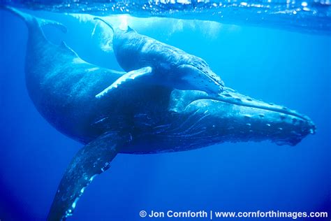 Humpback Whale Mother And Calf 2 Photo Picture Print Cornforth Images
