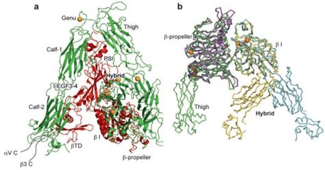 Crystal Structures Of Integrins αvβ3 And αiibβ3 A The Structure Of