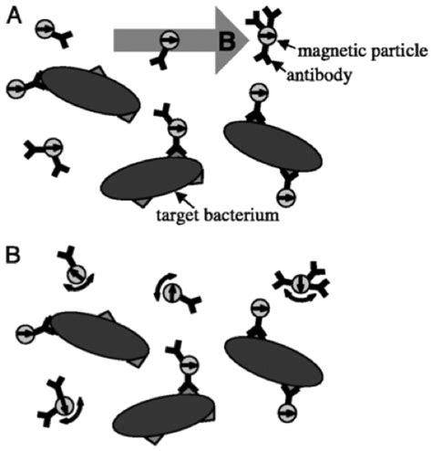 Sensors Special Issue Nanotechnological Advances In Biosensors