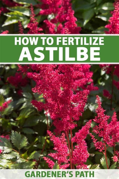 When And How To Fertilize Astilbe Gardeners Path