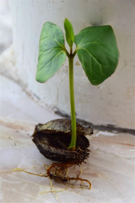 Tree Seedling Drove Free Photo On Pixabay Pixabay