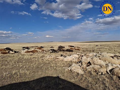 Зуданд хорогдсон 7 1 сая малын сэг зэмийг устгалд оруулж байна Dnn Mn