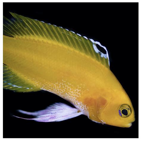 Golden Cuban Basslet White Anyone Have One Reef2reef