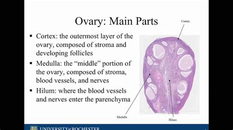 Ovary Medulla Histology